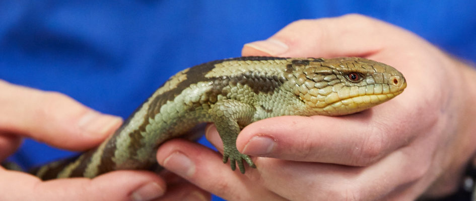 Green Lane Vets | Our Practice | Headcorn, Ashford, Kent