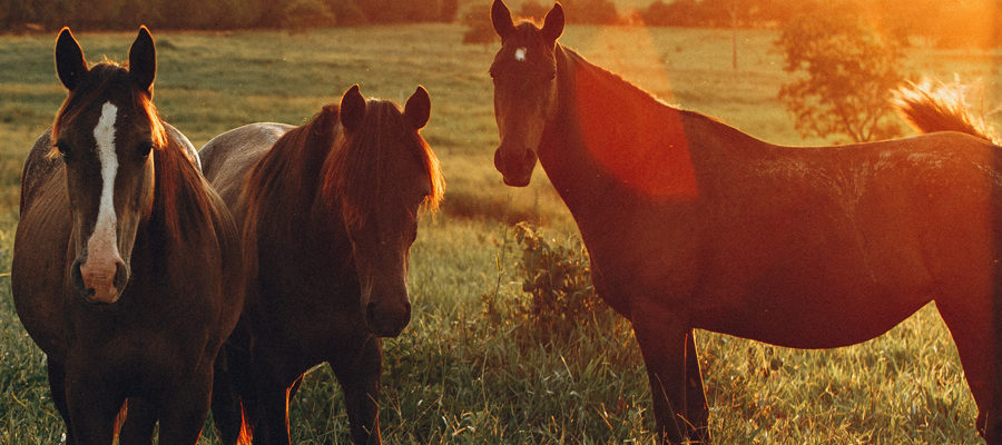 Green Lane Vets | Our Practice | Headcorn, Ashford, Kent